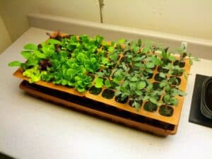 The Main Bonsai Tree Growth Stages | Florgeous
