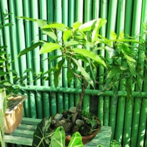 How to Grow and Care for a Bonsai Mango Tree (Mangifera Indica) | Florgeous