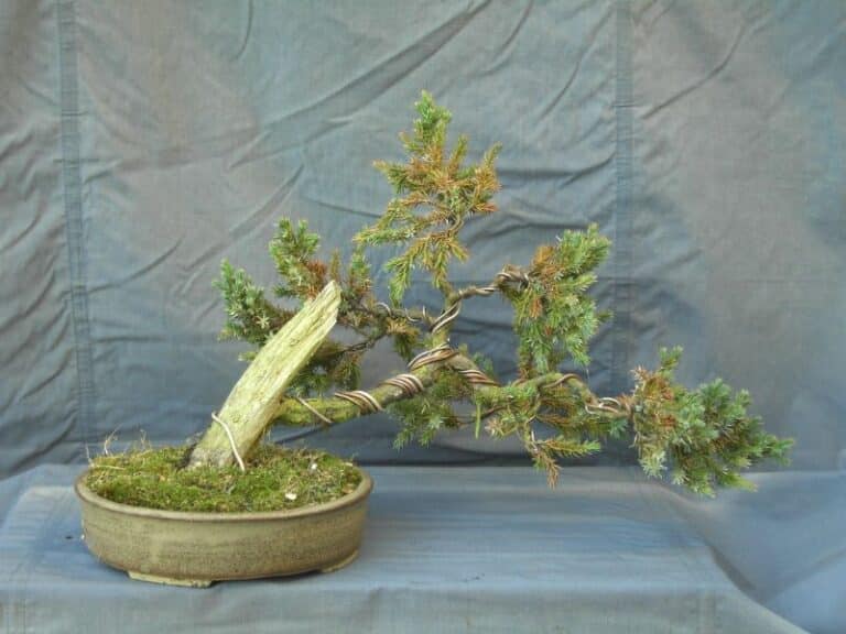 How to Shape and Wire a Bonsai Tree | Florgeous