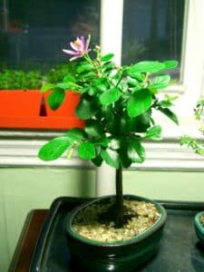 10 Purple Bonsai Trees That Are Real and Beautiful | Florgeous