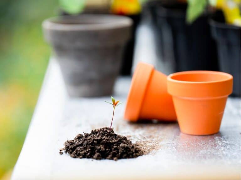 The Best Bonsai Tree Soil and How to Make Own Soil Mixture | Florgeous