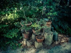 The Main Bonsai Tree Growth Stages | Florgeous