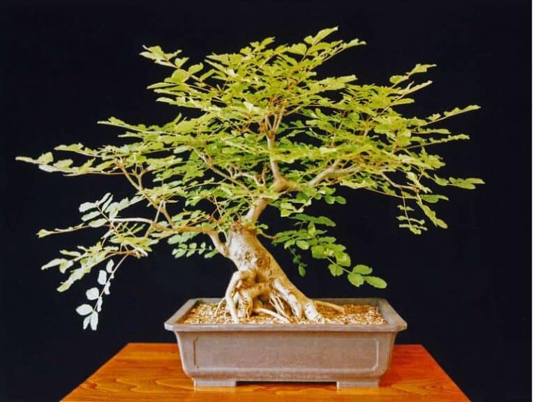 The Main Bonsai Tree Growth Stages | Florgeous