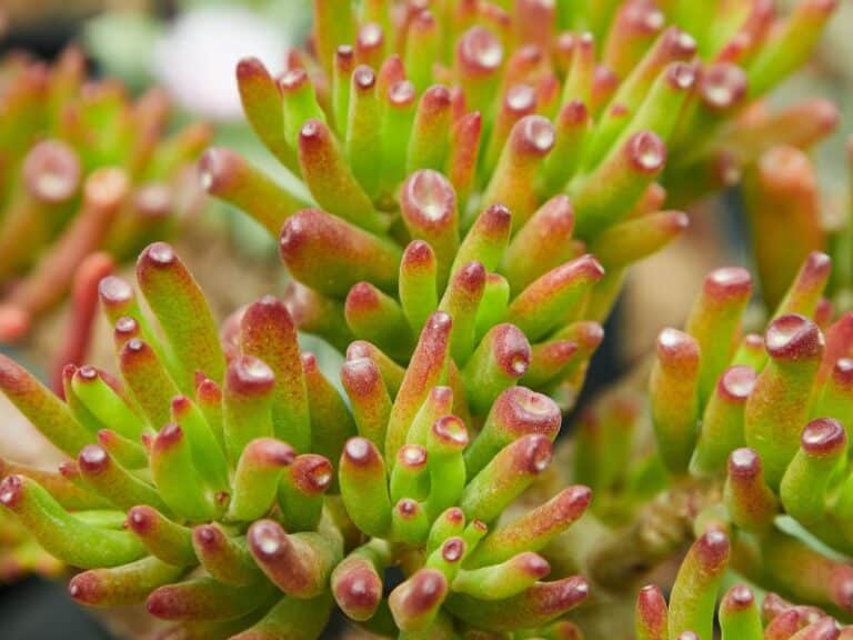 Gollum Jade (Crassula ovata ‘Gollum’): How to Grow and Care | Florgeous