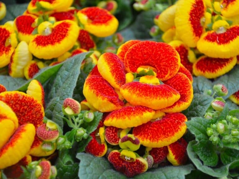 Growing and Caring for Pocketbook Plant (Calceolaria) | Florgeous
