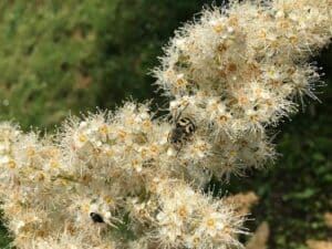 False Spirea (Sorbaria sorbifolia): How To Grow and Care | Florgeous