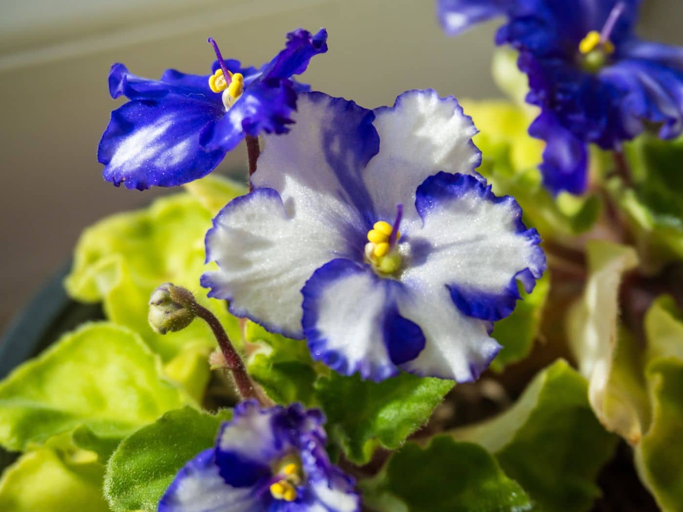 African Violet Leaves Turning Yellow? How to Revive Your Plant | Florgeous