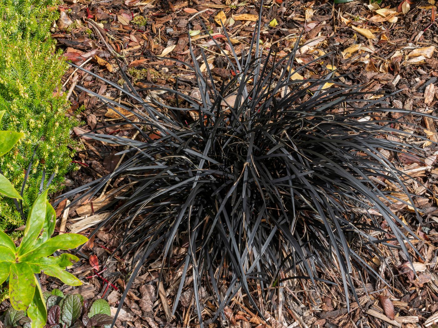 Growing and Caring for Black Mondo Grass (Ophiopogon planiscapus ...