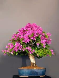 Growing And Caring For A Bougainvillea Bonsai Tree Bougainvillea