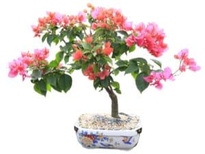 Growing And Caring For A Bougainvillea Bonsai Tree Bougainvillea