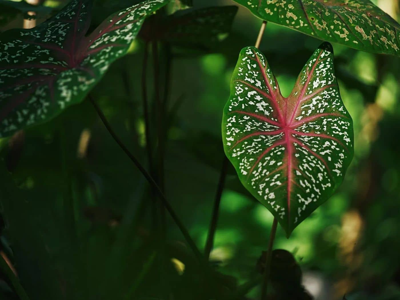 Top 5 Caladium Companion Plants and What Not To Pair | Florgeous