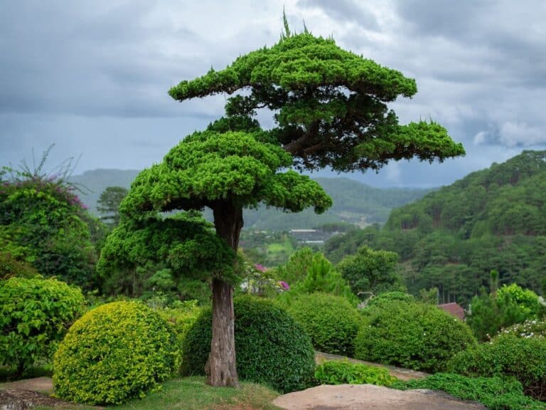 5 Giant Bonsai Trees and a List of Big Bonsai Tree Species to Select ...