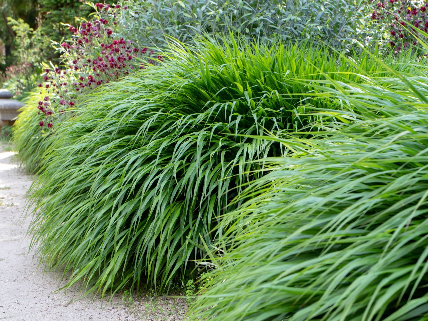 Growing And Caring For Japanese Forest Grass Hakonechloa Macra Florgeous