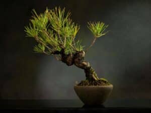 How To Grow a Bonsai Tree From Seeds | Florgeous