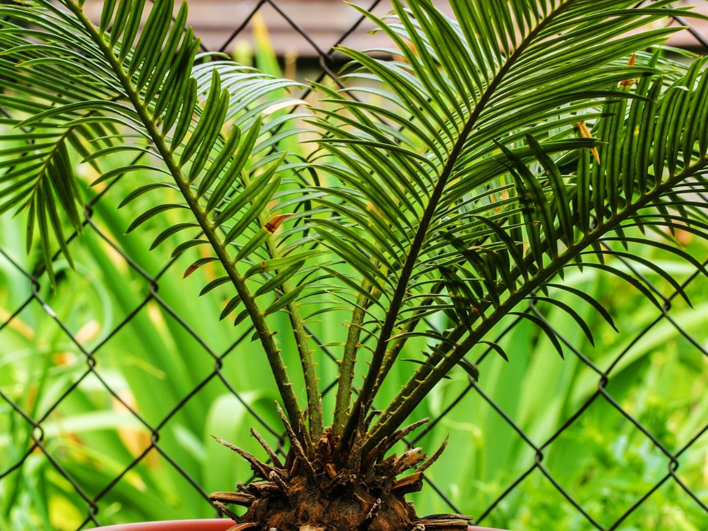 Sago Palm Leaves Turning Yellow? Causes and Fixes | Florgeous