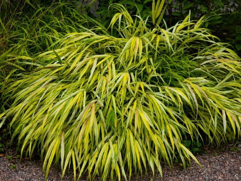 Growing and Caring for Japanese Forest Grass (Hakonechloa macra ...