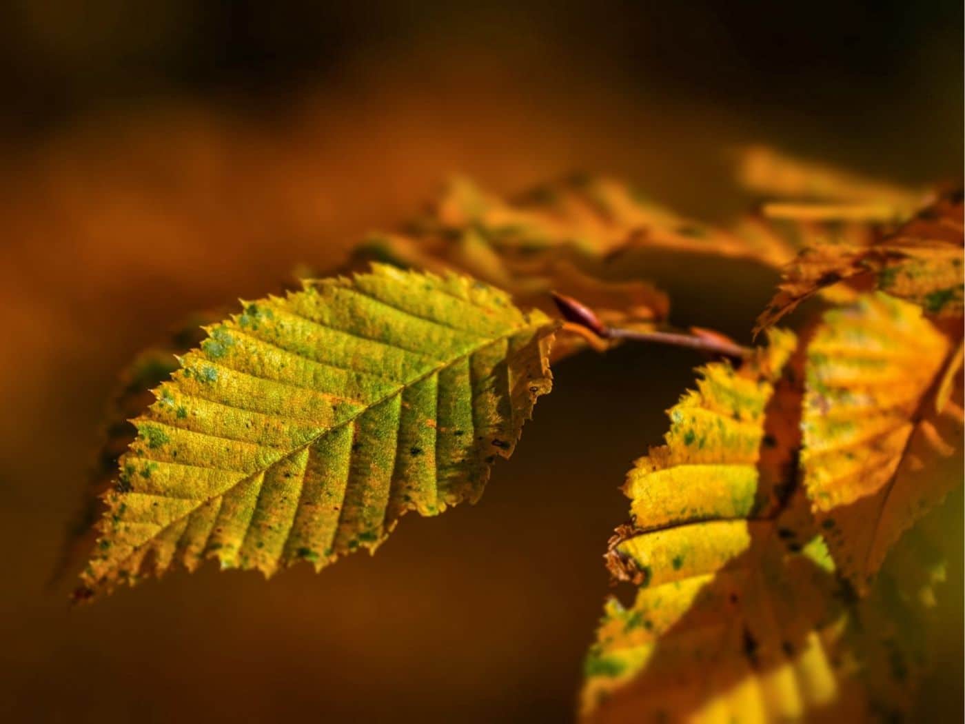 New Growth Leaves Turning Yellow? Solutions to Ensure Vibrant Plants ...