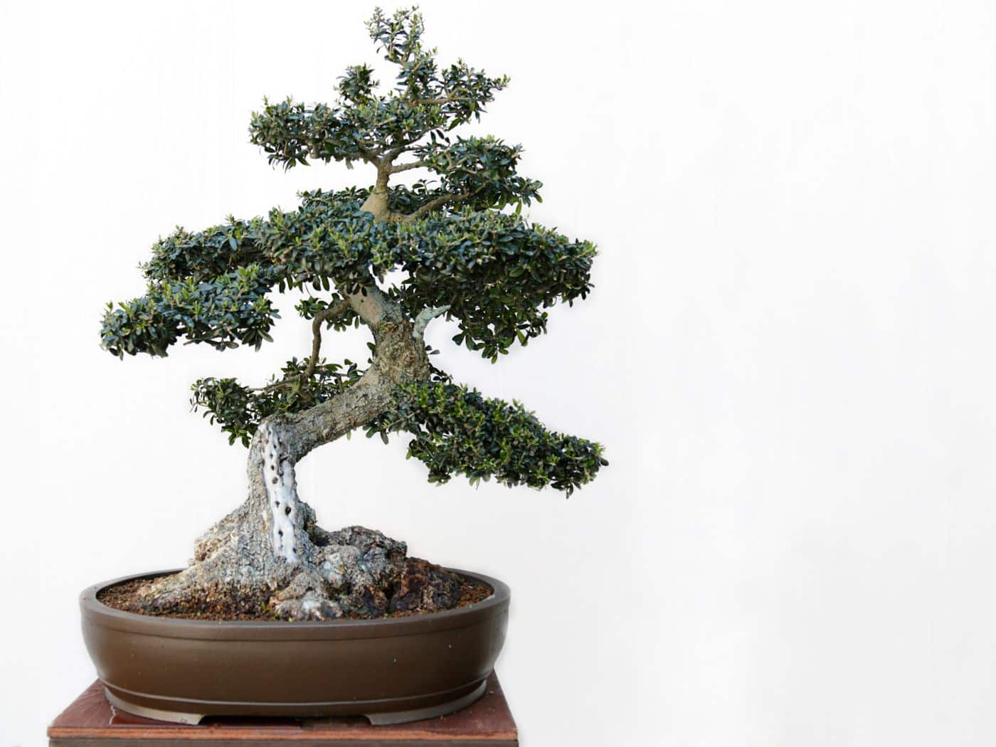 Growing and Caring for an Olive Tree Bonsai (Olea) | Florgeous