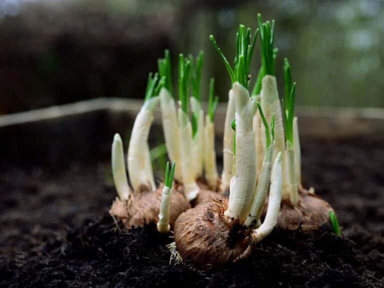 8 Onion Companion Plants for a Flourishing Vegetable Garden | Florgeous