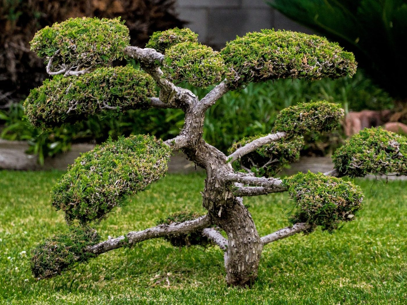 10 Best Outdoor Bonsai Tree Types for Your Garden | Florgeous