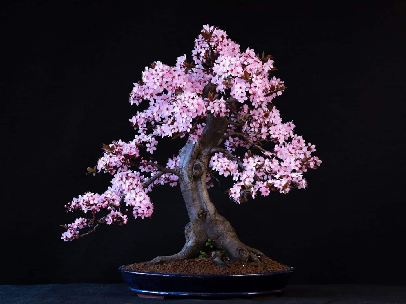 Growing and Caring for a Plum Bonsai Tree (Sageretia theezans) | Florgeous