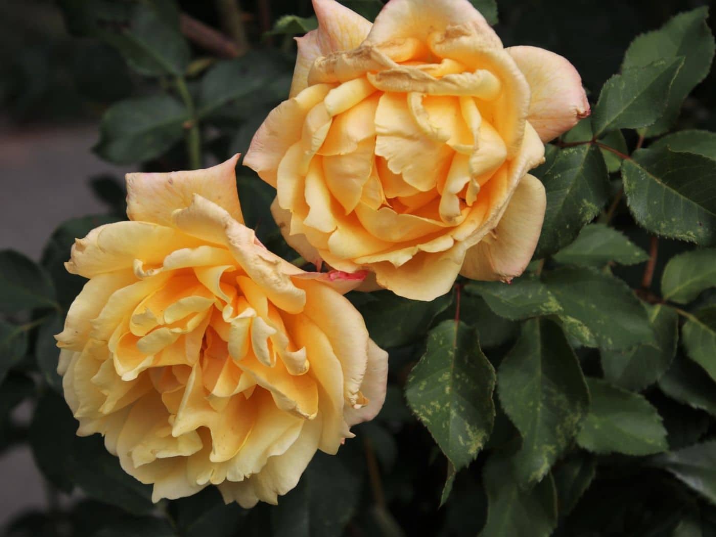 Rose Leaves Turning Yellow? Prevention and Care Tips | Florgeous