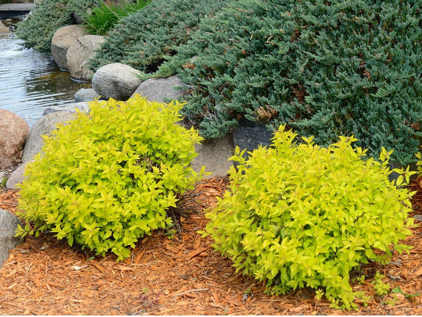 7 Best Spirea Companion Plants and Fun Landscaping Ideas | Florgeous