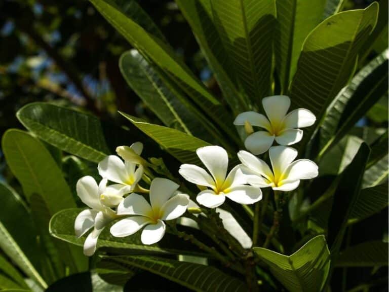 Plumeria Varieties: Guide to Creating a Fragrant Garden Oasis | Florgeous