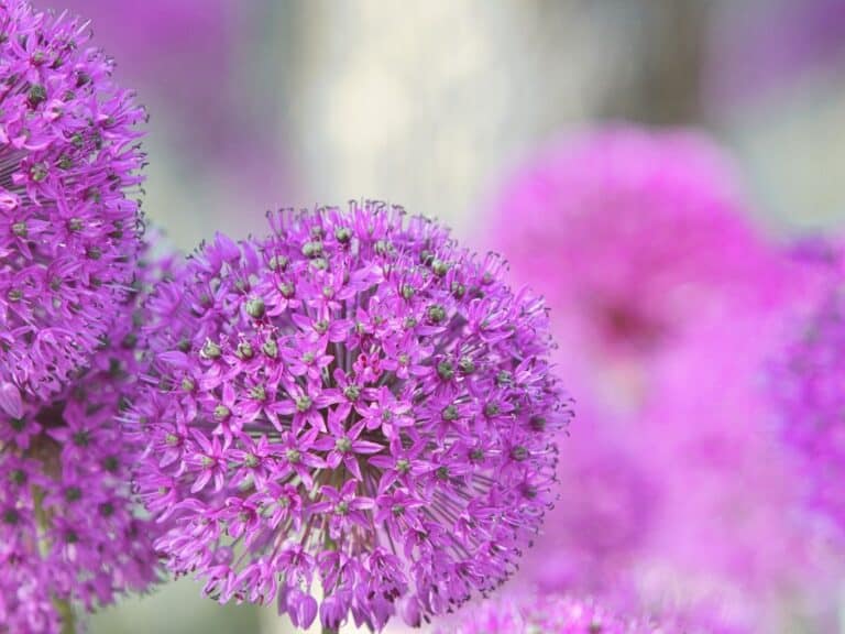 Unveiling 5 Best Allium Companion Plants: A Gardener's Secret Weapon ...