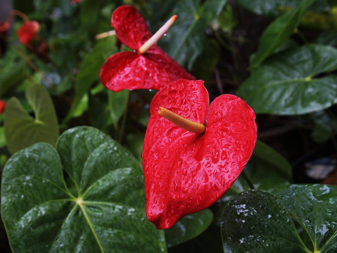 Anthurium Leaves Turning Yellow? Reasons and Remedies Unveiled | Florgeous