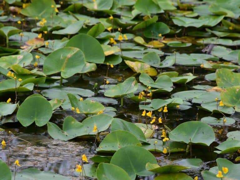 4 Plants That Eat Bugs: Unveiling the Fascinating World of Carnivorous ...