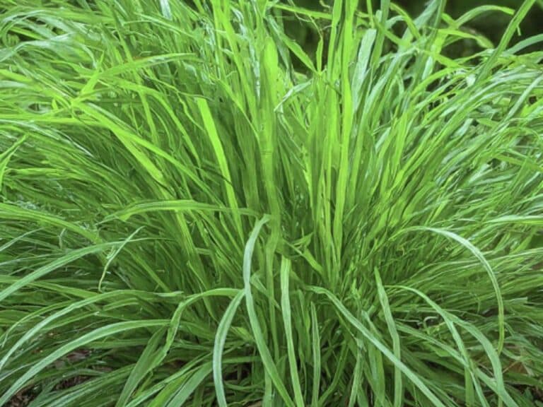 9 Plants That Keep Bugs Away: Nature's Best Pest Control | Florgeous