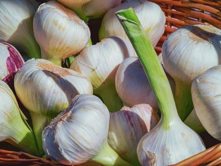 7 Plants That Repel Ticks: Aromatic and Herbal Allies for Your Garden ...