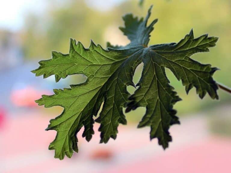 Geranium Leaves Turning Yellow? Causes and Fixes | Florgeous