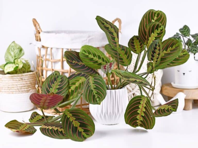 Prayer Plant Varieties: A Comprehensive Guide to Care, Propagation, and ...