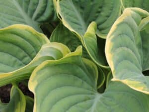 Hosta Leaves Turning Yellow: Causes, Solutions and Prevention Tips ...