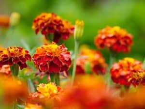 7 Plants that Repel Aphids: Growing a Biodiverse, Aphid-Resistant ...