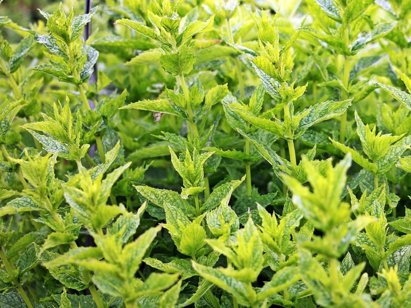 Mint Leaves Turning Yellow? Causes, Prevention, and Treatment ...