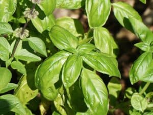 Overwatered Basil: Recognizing, Preventing, and Reviving Damaged Plants ...