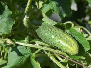 Overwatered Cucumber Plant: How to Prevent and Fix Watering Mistakes ...