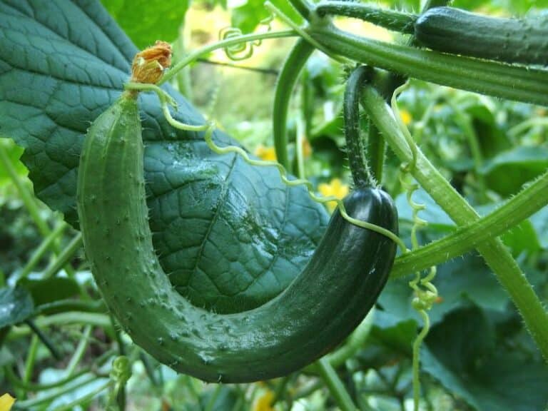 Overwatered Cucumber Plant: How to Prevent and Fix Watering Mistakes ...