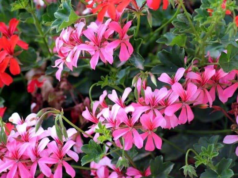 Overwatered Geraniums: Comprehensive Guide to Causes, Signs, and ...