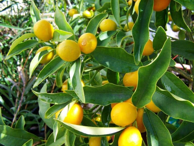 Overwatered Lemon Tree: Signs, Solutions, and Preventive Measures ...