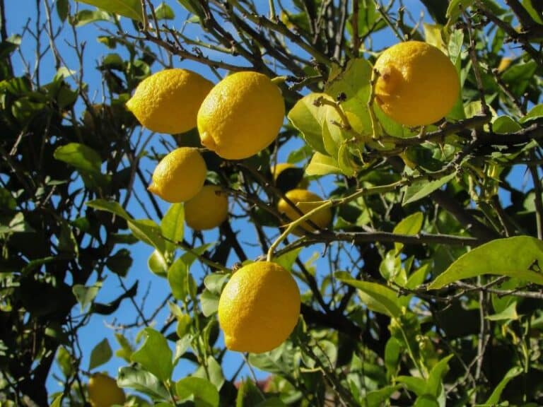 Overwatered Lemon Tree: Signs, Solutions, and Preventive Measures ...