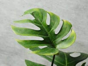 Overwatered Monstera: How to Save and Revive Your Plant | Florgeous