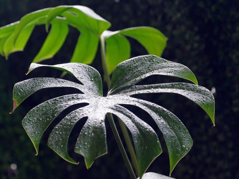 Overwatered Monstera: How to Save and Revive Your Plant | Florgeous