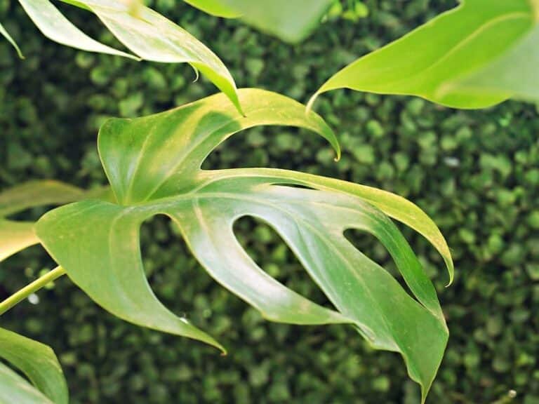 Overwatered Monstera: How to Save and Revive Your Plant | Florgeous