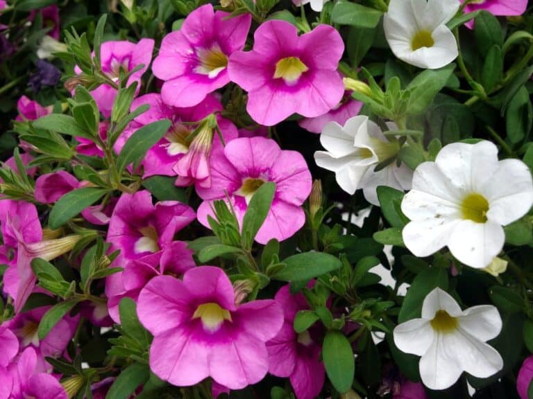 Overwatered Petunias: Signs, Damages, and Recovery Steps | Florgeous
