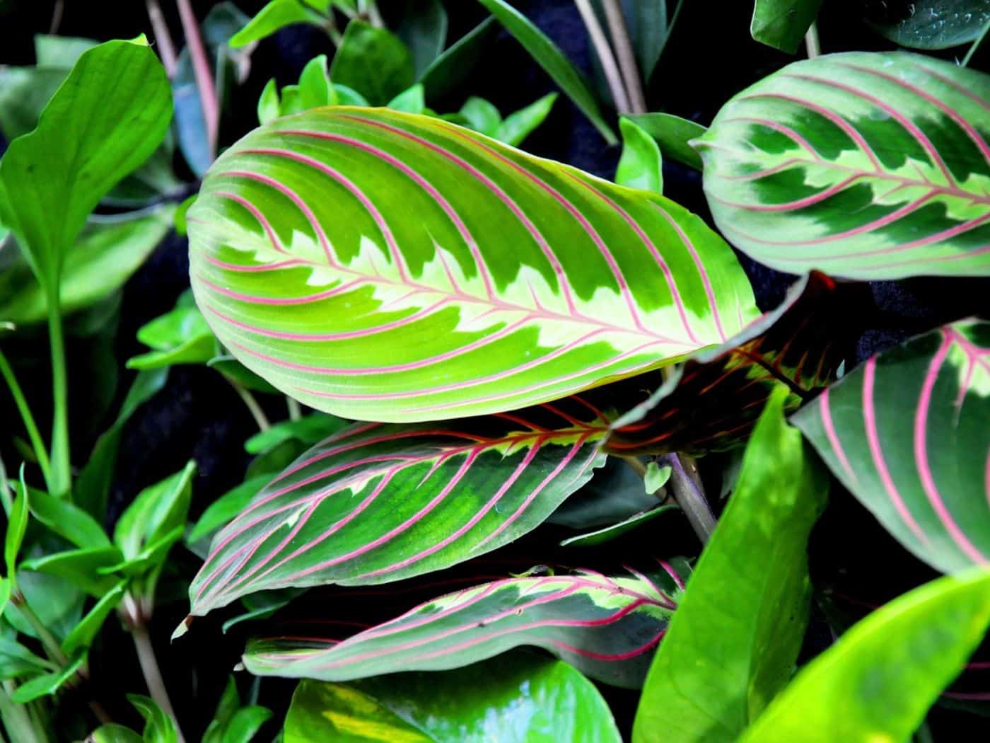 Overwatered Prayer Plant: Identifying Signs and Effective Recovery ...