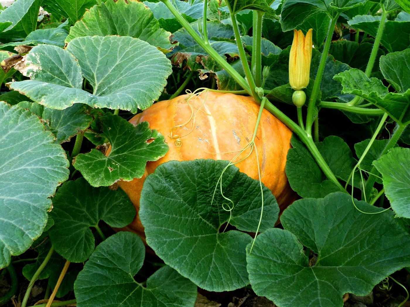 Overwatered Pumpkin Plant: A Comprehensive Guide to Rescue and ...